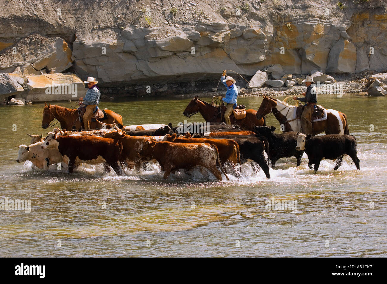 Old western cattle drive hi-res stock photography and images - Alamy