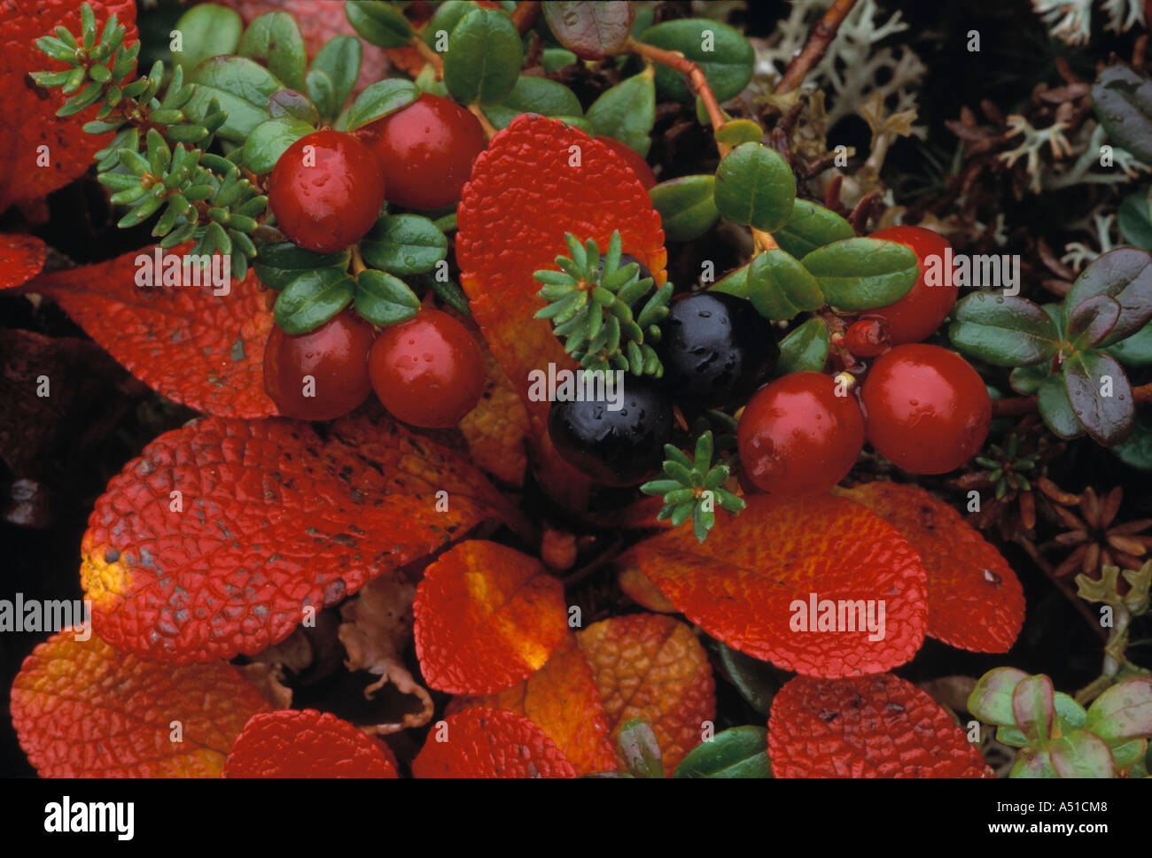 Crowberry and low bush cranberry on autumn tundra Stock Photo - Alamy