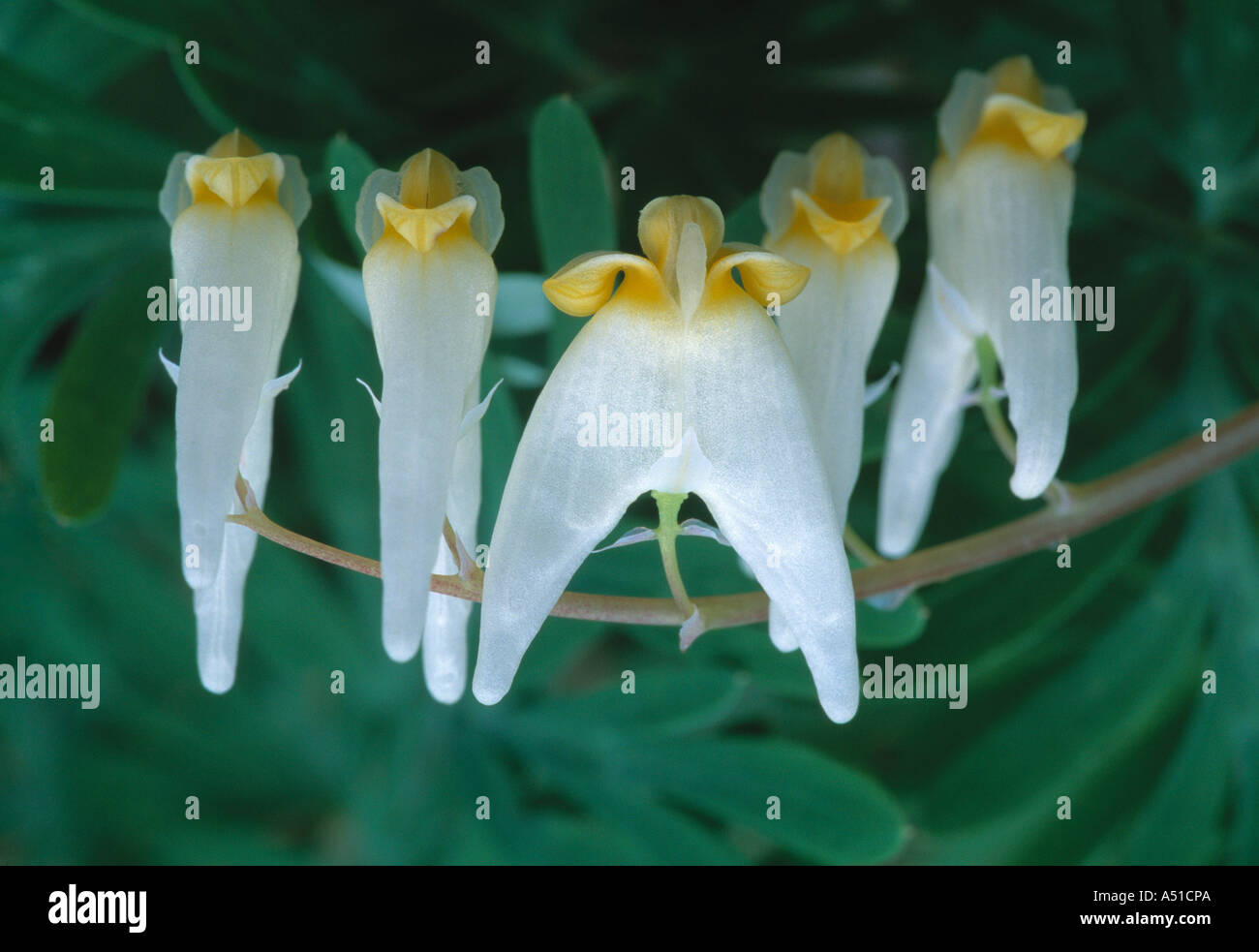 Britches hi-res stock photography and images - Alamy