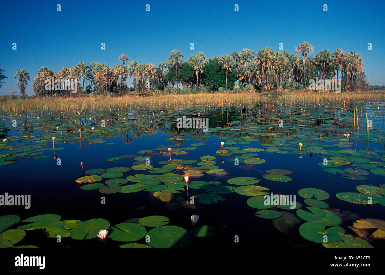 Okavango delta wetland of international importance Botswana Stock Photo ...
