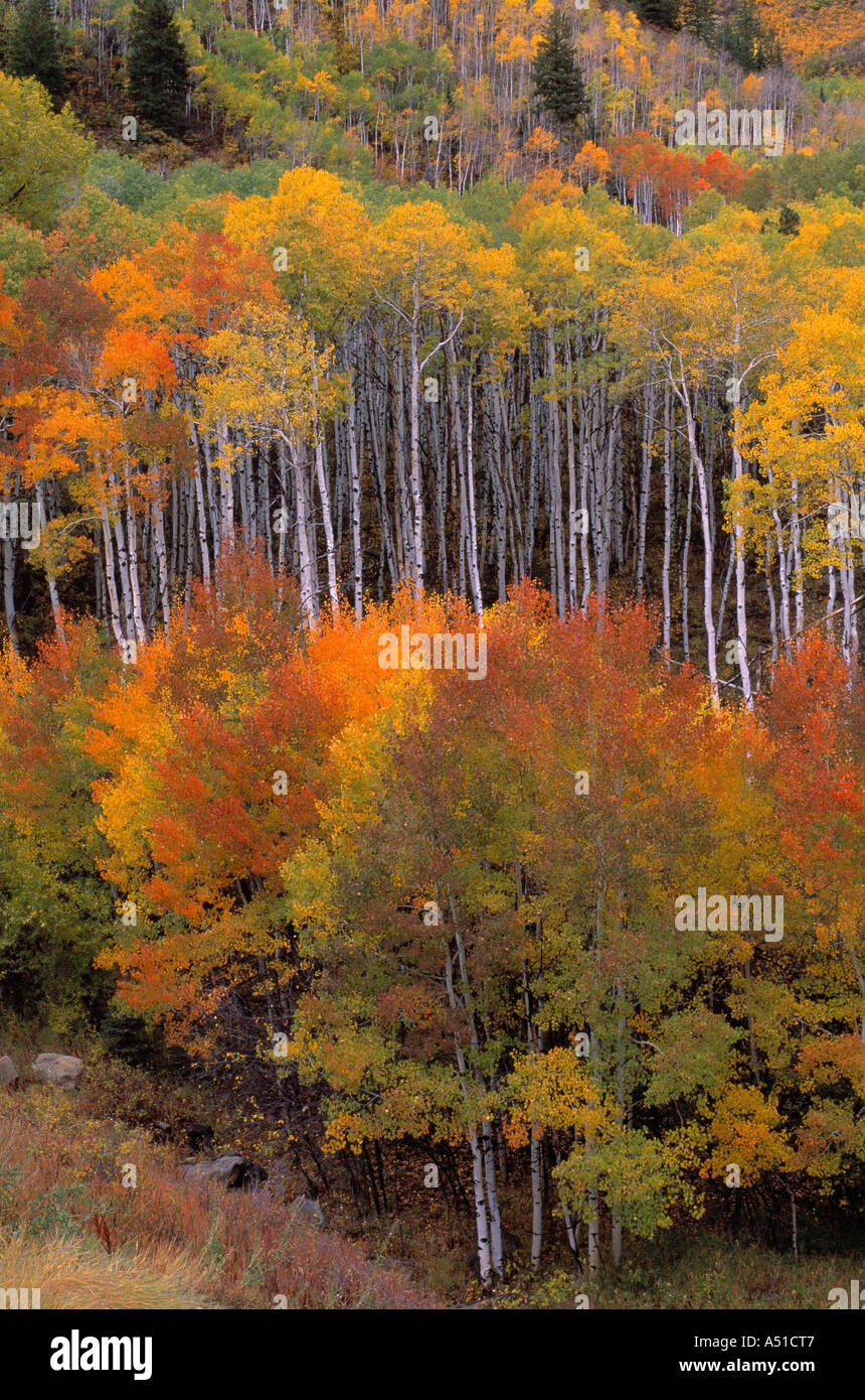 Variety trees hi-res stock photography and images - Alamy