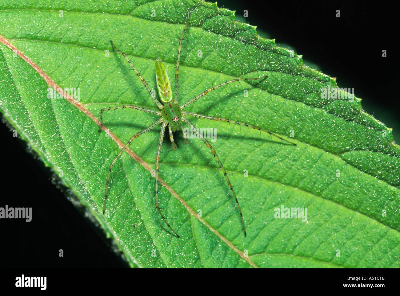 Close up of green lynx spider Stock Photo - Alamy
