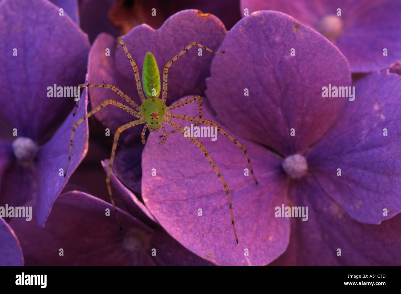 Purple spiders hi-res stock photography and images - Alamy