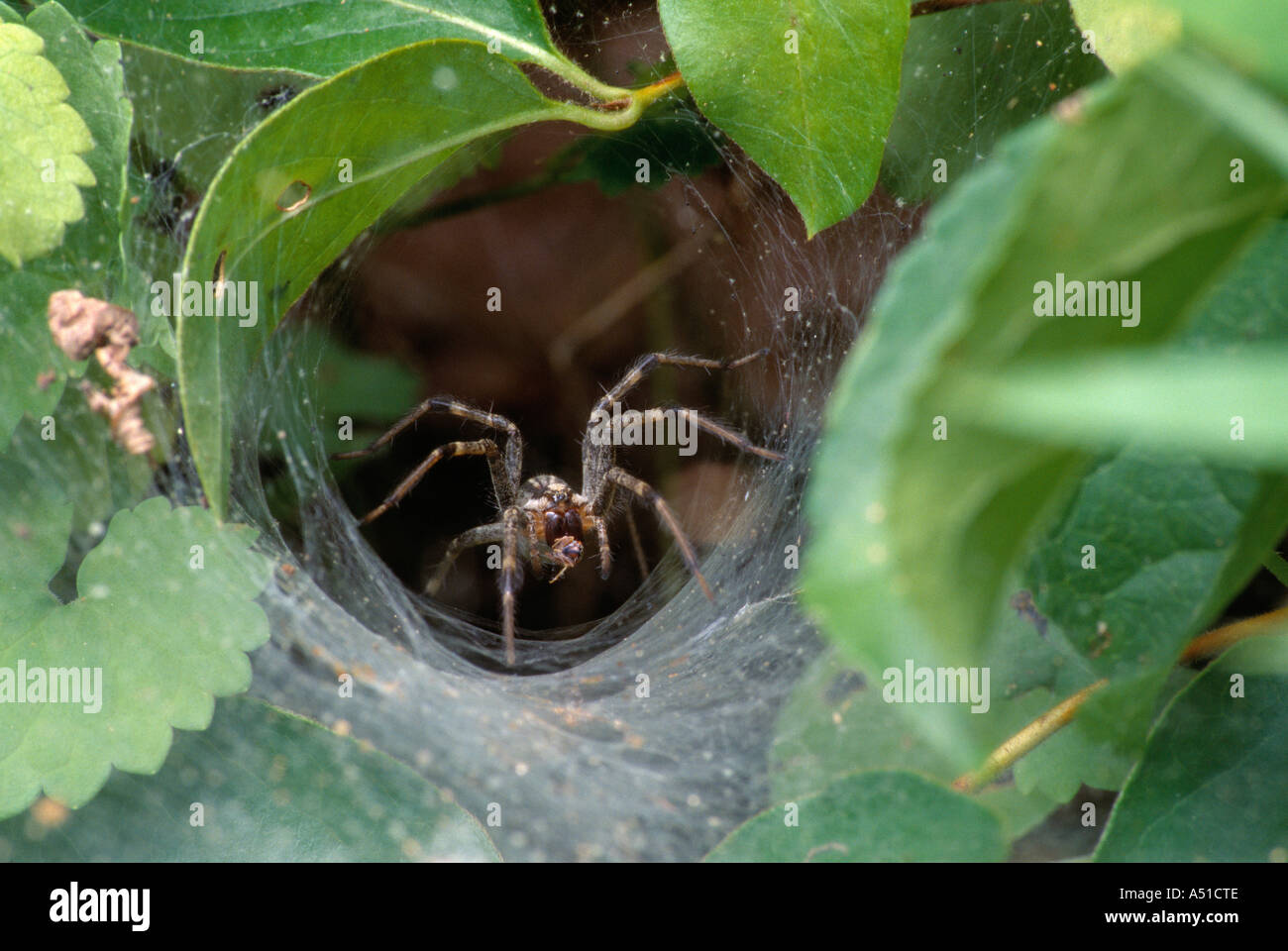 Tunnel web spider close up hi-res stock photography and images - Alamy