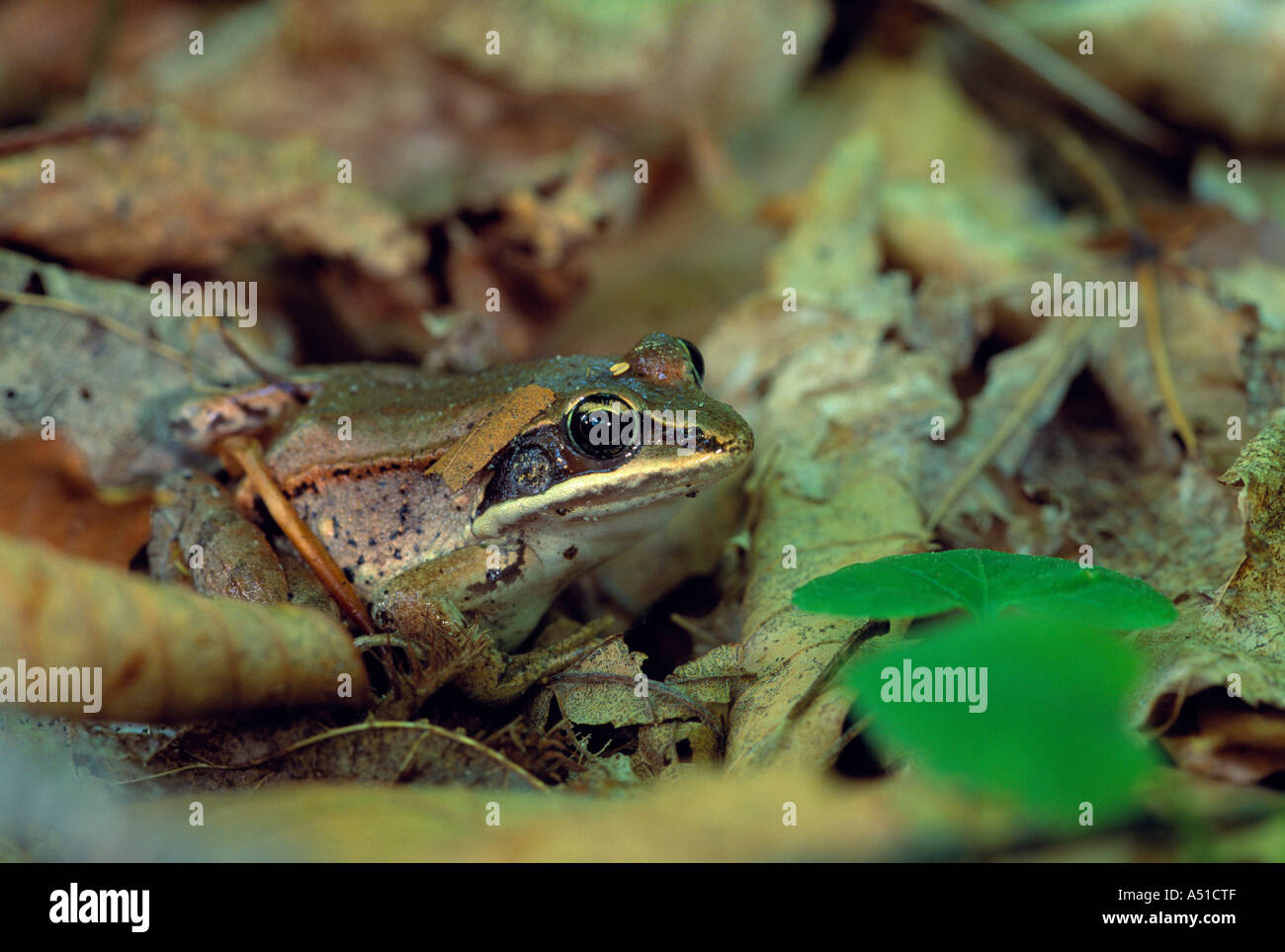 Michigan frog hi-res stock photography and images - Alamy