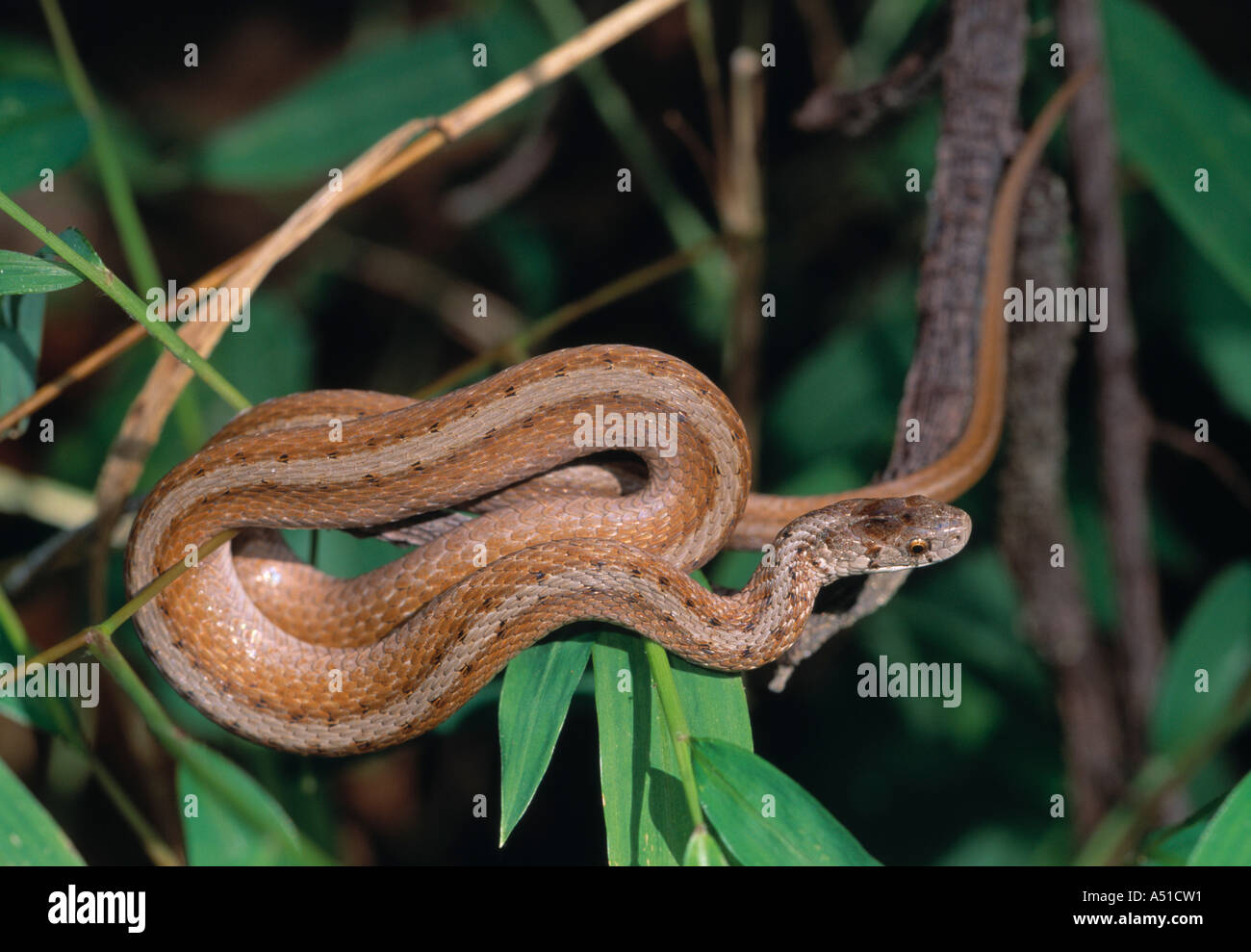 Cable snake hi-res stock photography and images - Alamy