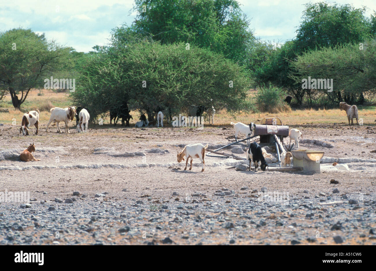 Goat farming Botswana Stock Photo - Alamy