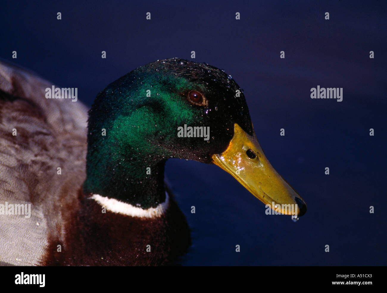 Profile of duck hi-res stock photography and images - Alamy