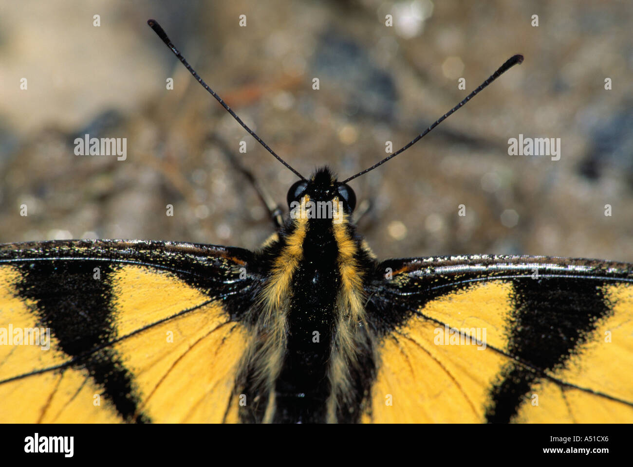 Butterfly textures hi-res stock photography and images - Alamy
