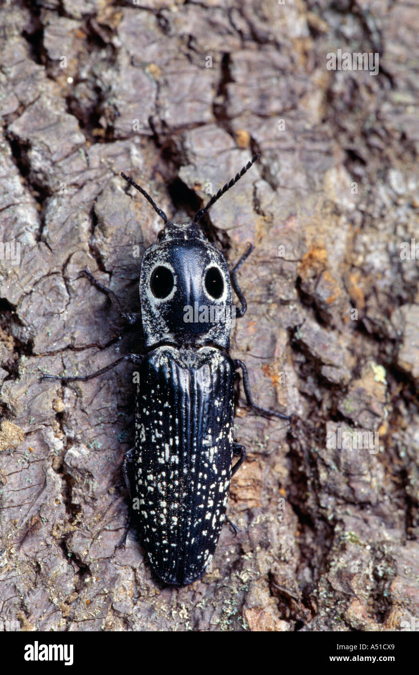 Eyed click beetle hi-res stock photography and images - Alamy