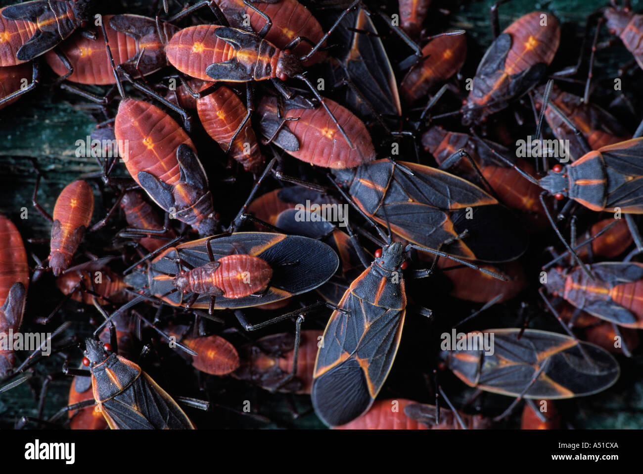 Cluster of red and black eastern boxelder bugs Stock Photo - Alamy