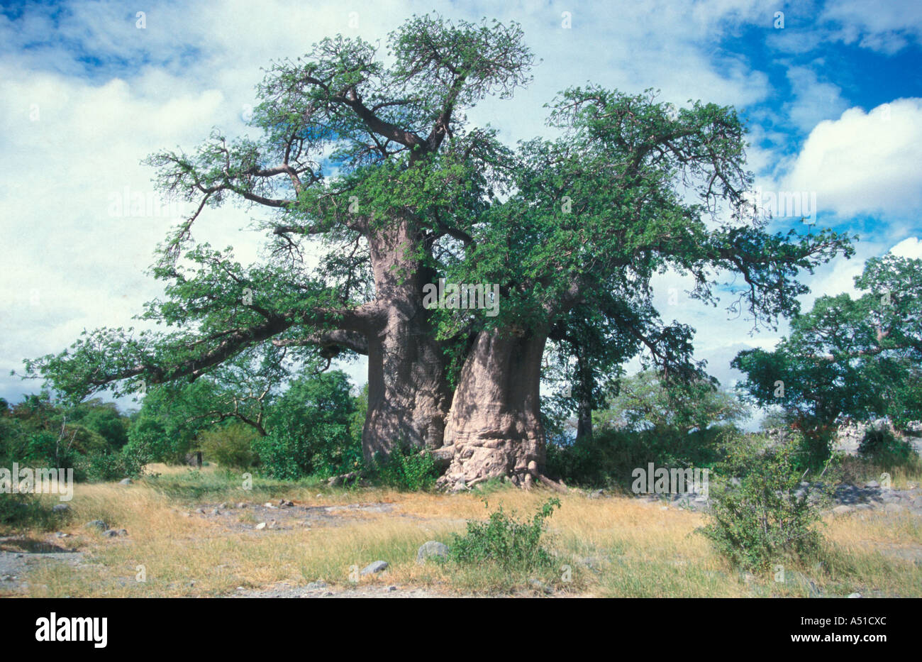 Boabab tree Kubu island Botswana Stock Photo - Alamy