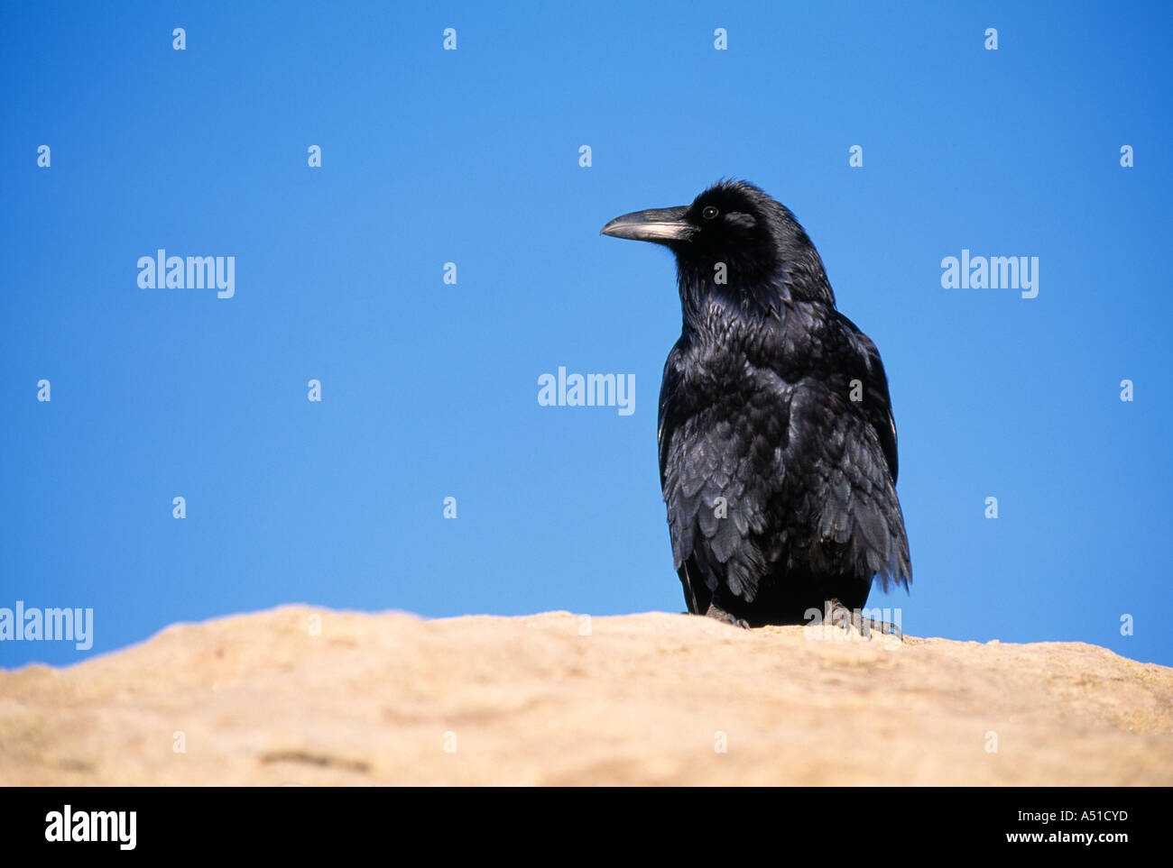 Raven sitting hi-res stock photography and images - Alamy