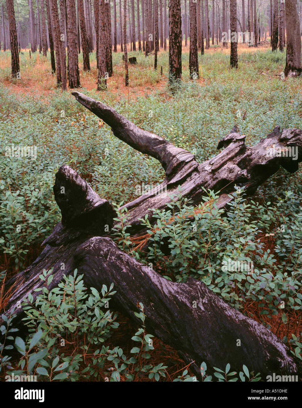 New growth after forest fire Stock Photo - Alamy