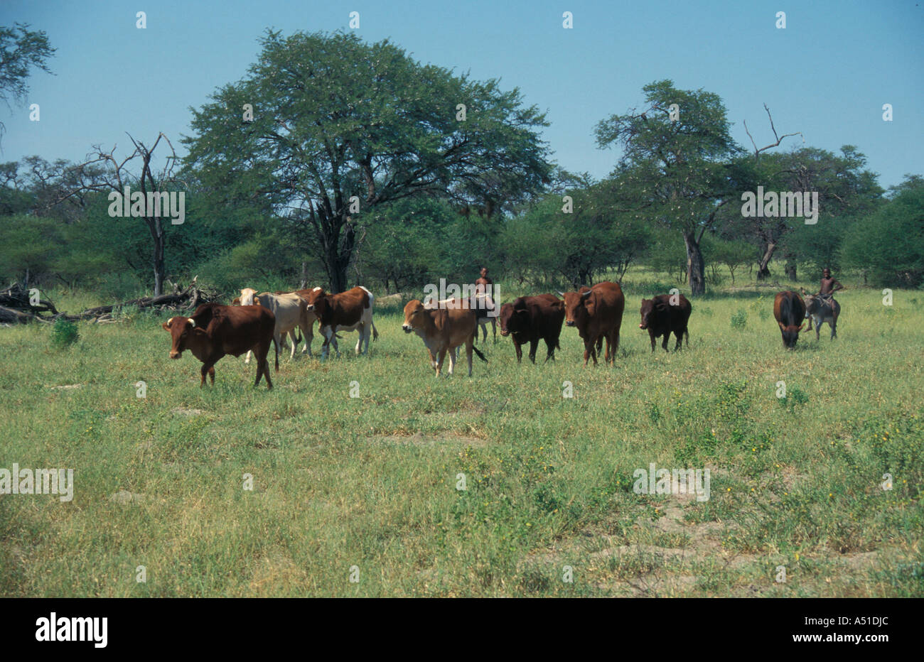 Cattle herdsmen hi-res stock photography and images - Alamy