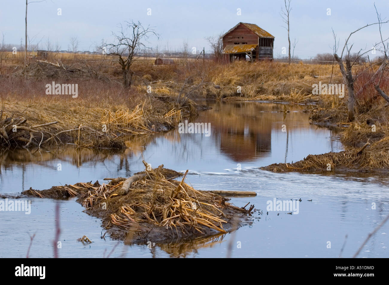 Beaver dam in secluded area Stock Photo - Alamy
