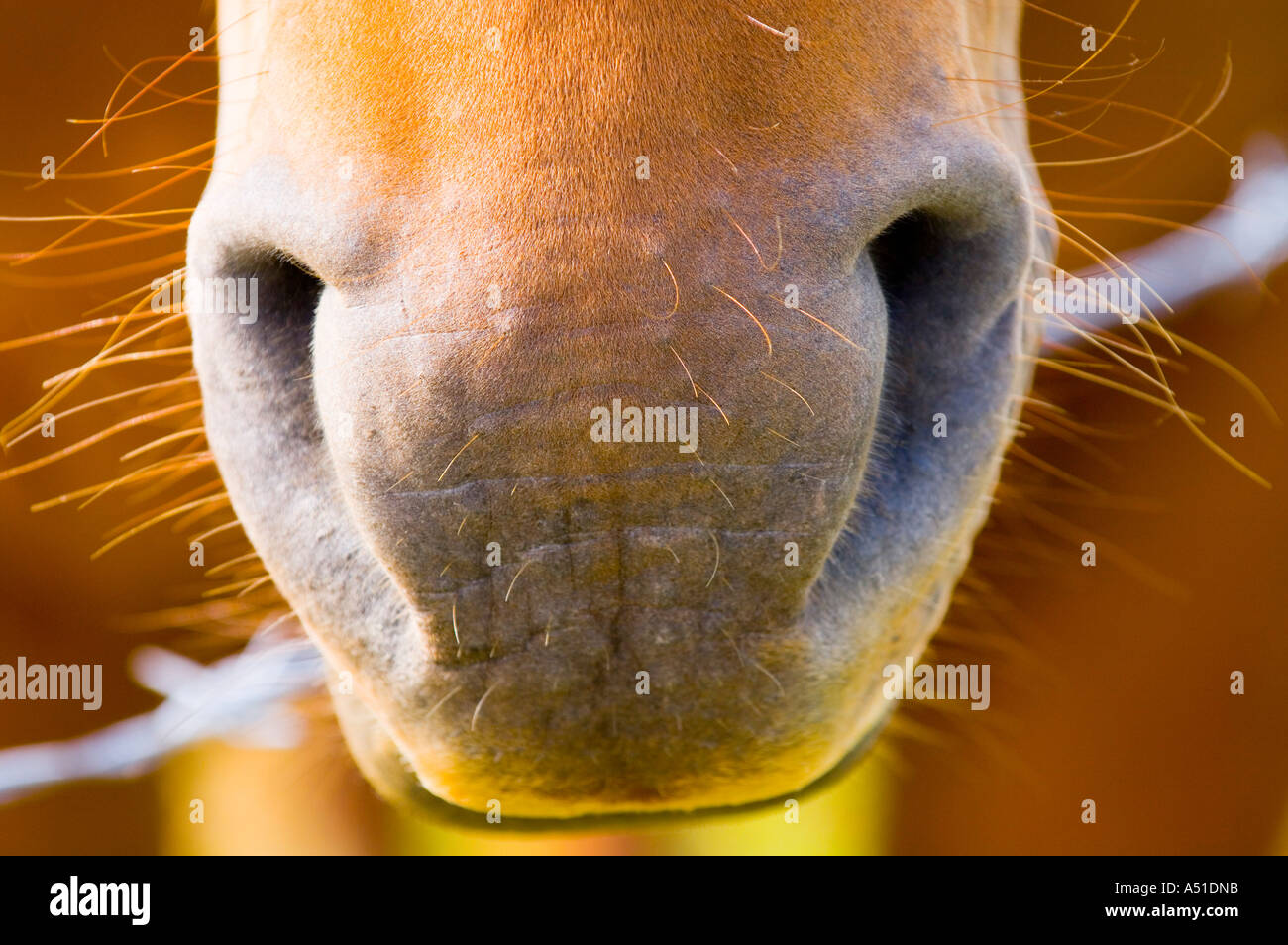 Close up of a horse nose Stock Photo - Alamy