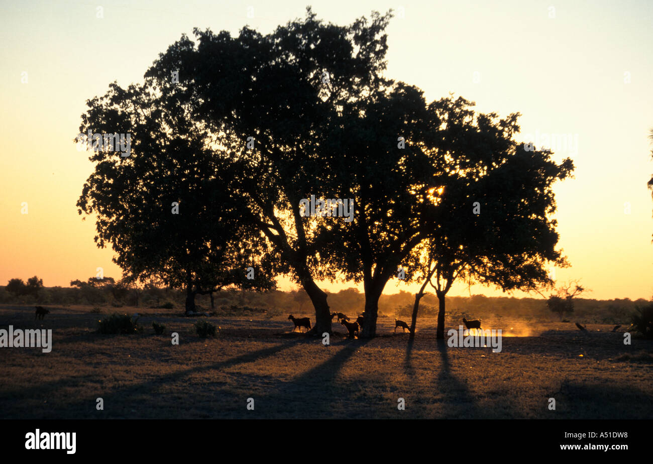 Goats botswana africa hi-res stock photography and images - Alamy