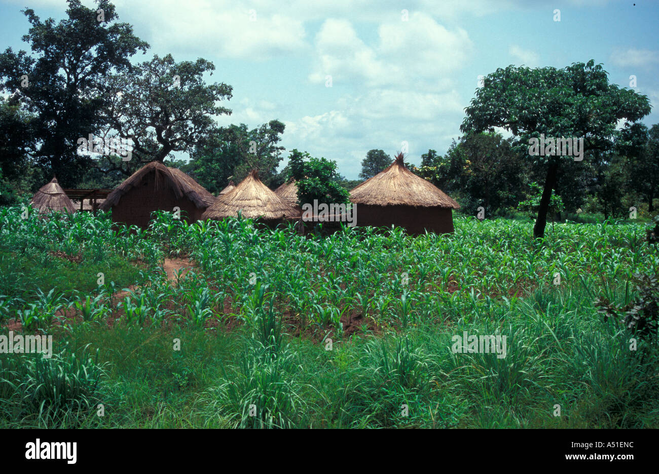 South of Djougou compound and sugar cane which have no fresh water or ...