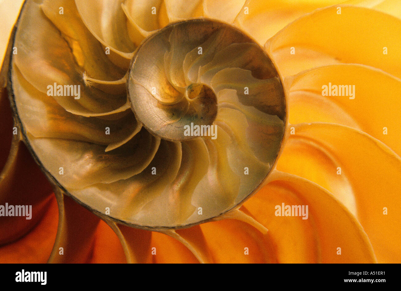 Nautilus shell inside hi-res stock photography and images - Alamy
