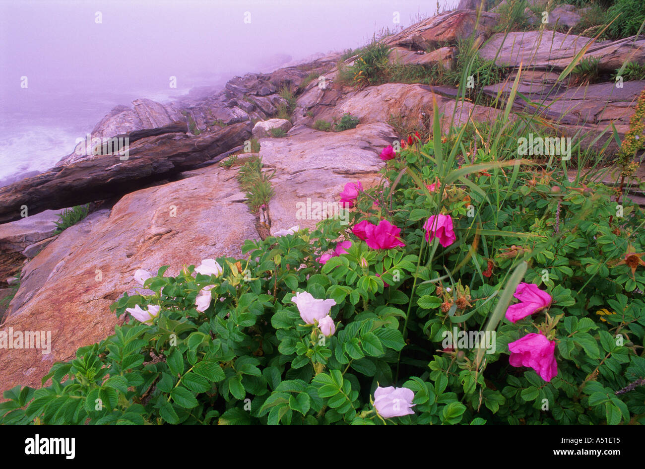 Roses on mountain Stock Photo - Alamy