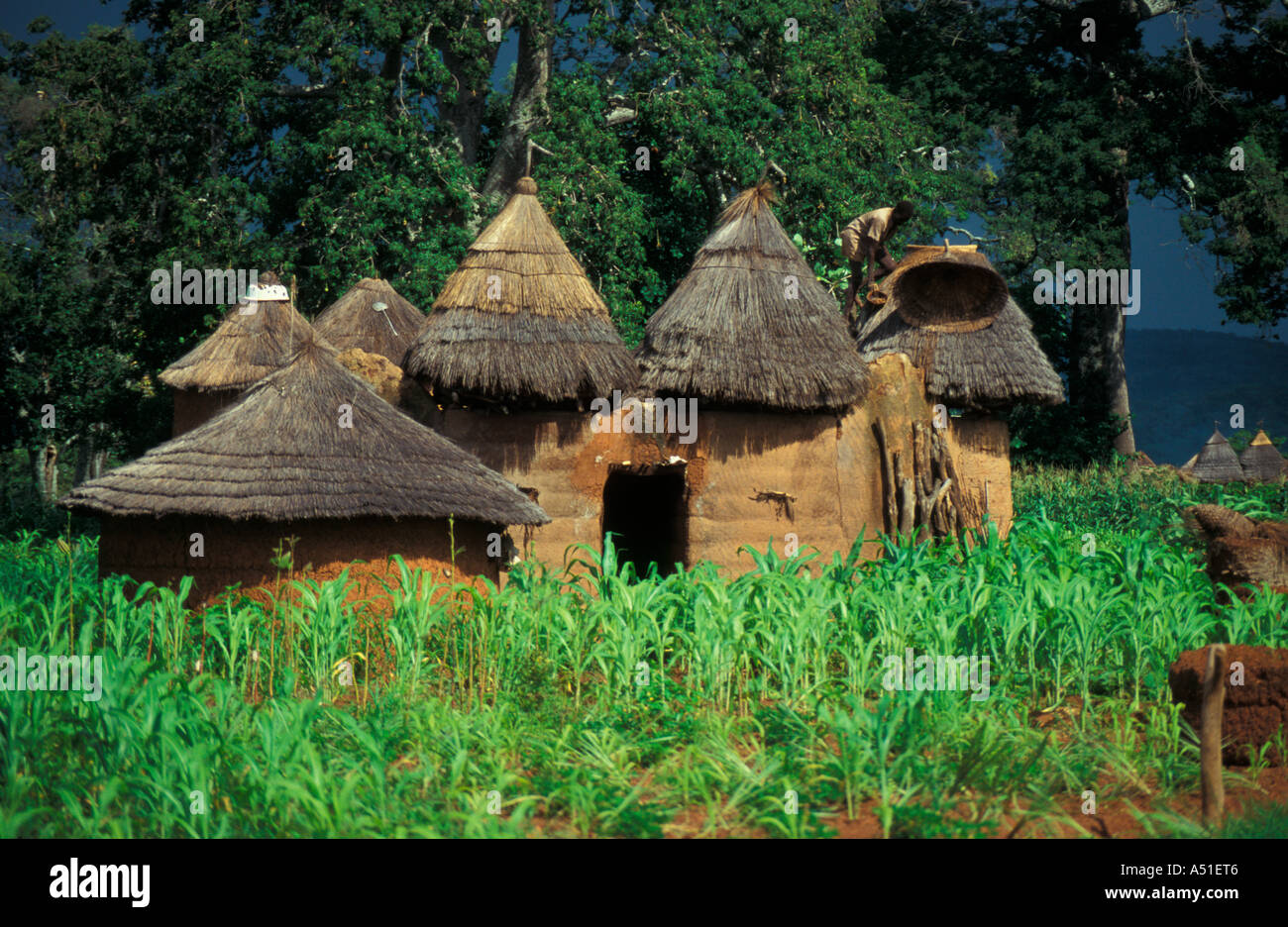 Benin africa forest hi-res stock photography and images - Alamy