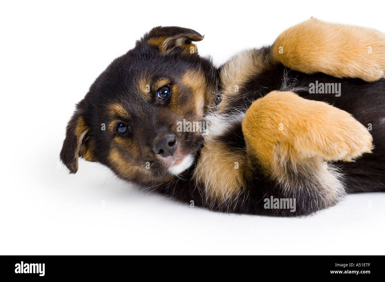 Shepherd Cross Puppy Stock Photo - Alamy