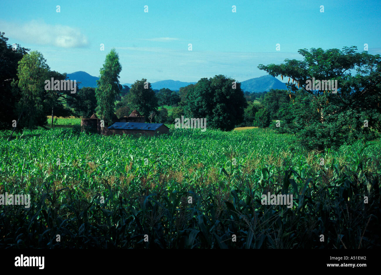 Tata Somba maize Atakora mountains Benin Stock Photo - Alamy