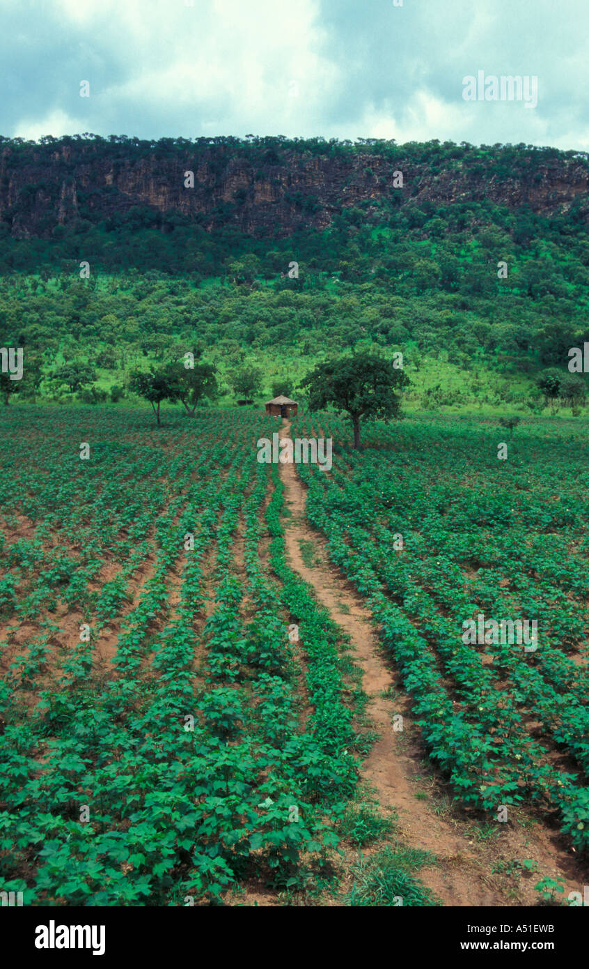 Benin forest hi-res stock photography and images - Alamy