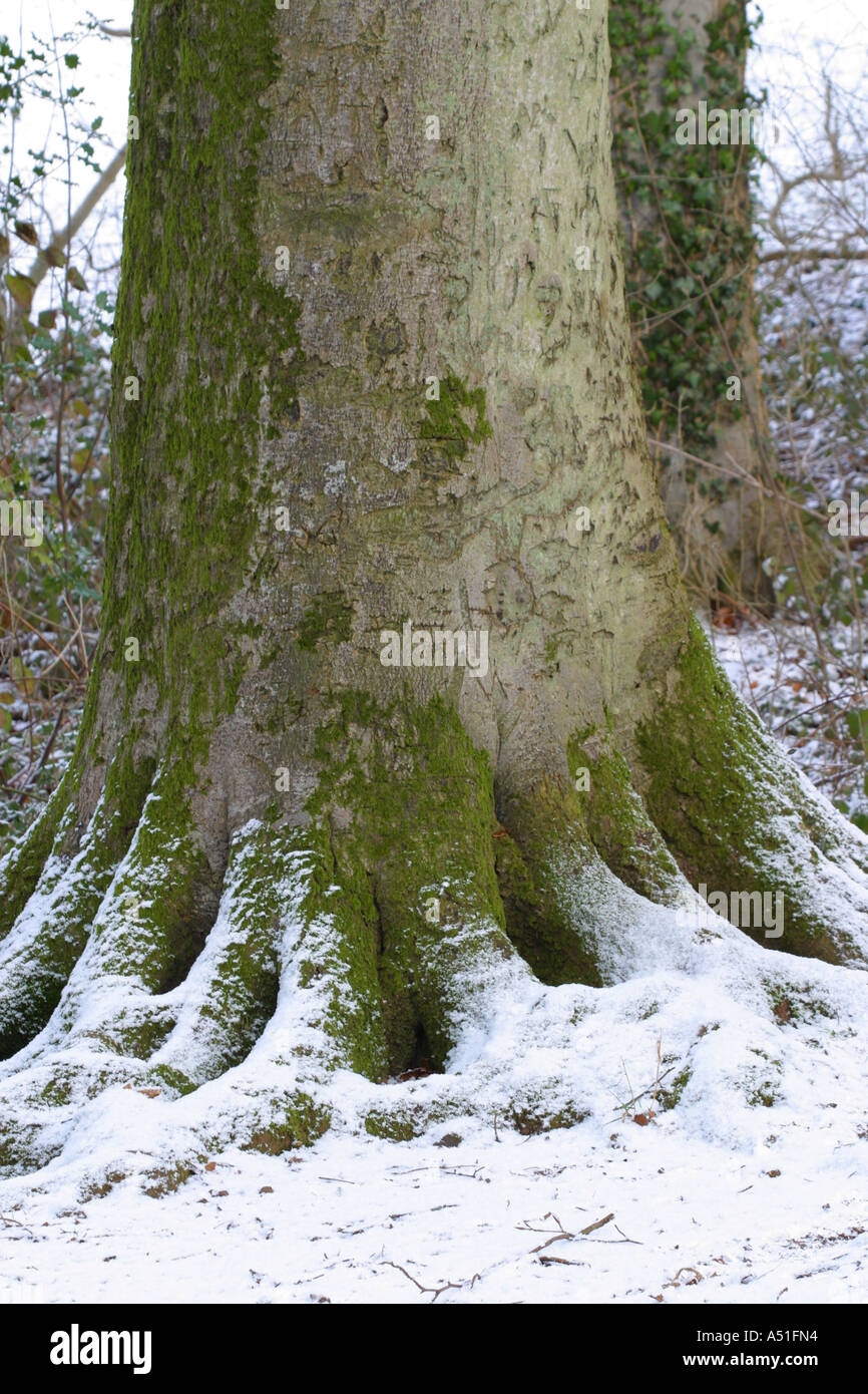 Beech tree in winter with snow Stock Photo - Alamy
