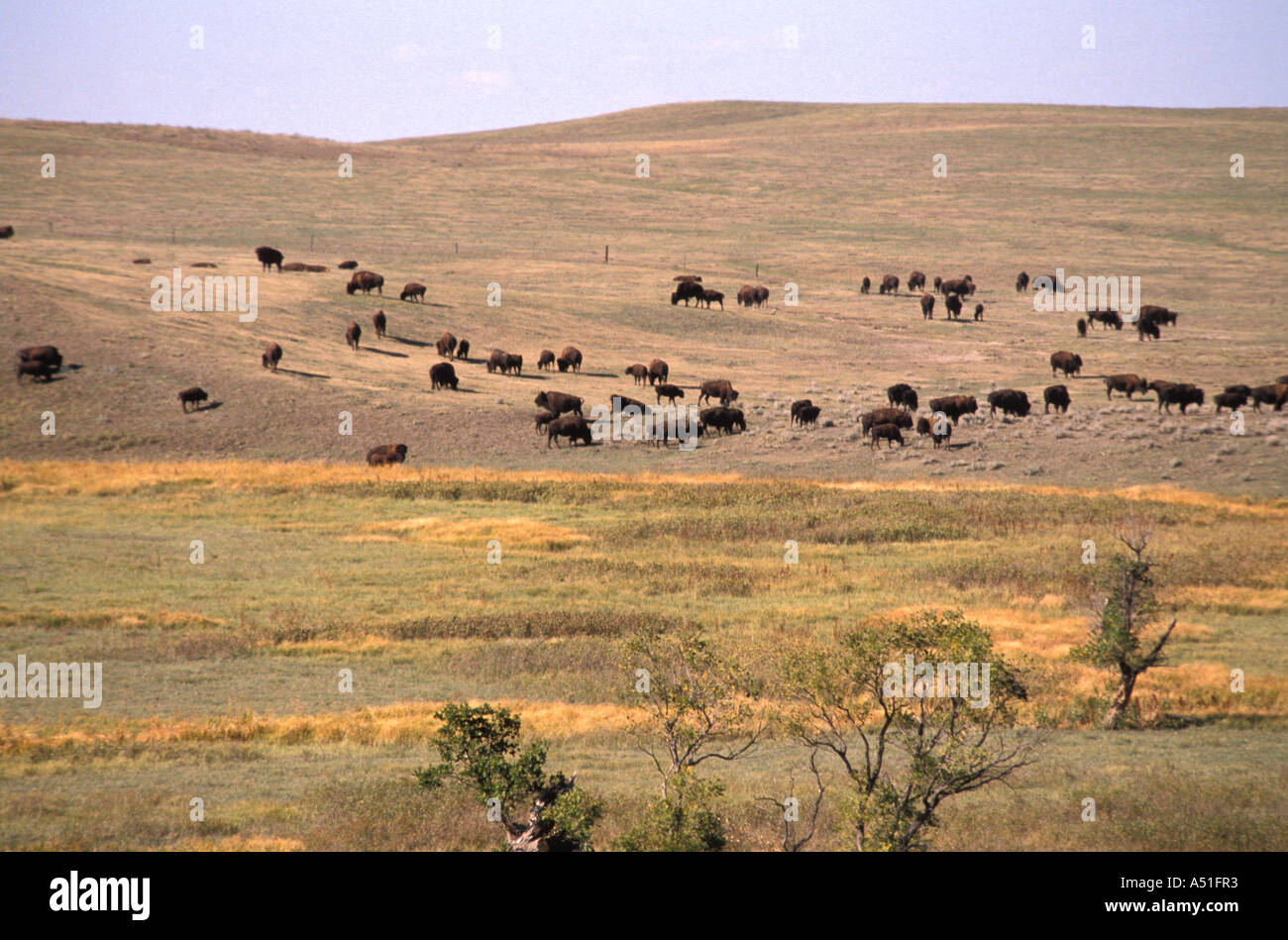 Slaughter buffalo bison hi-res stock photography and images - Alamy