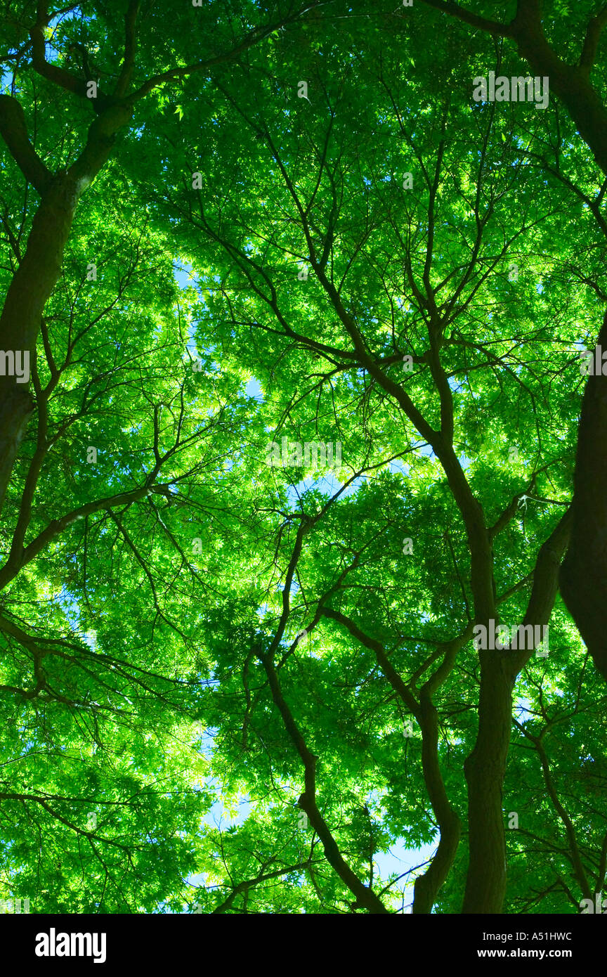 Looking up through branches of Japanese Maple tree Stock Photo - Alamy