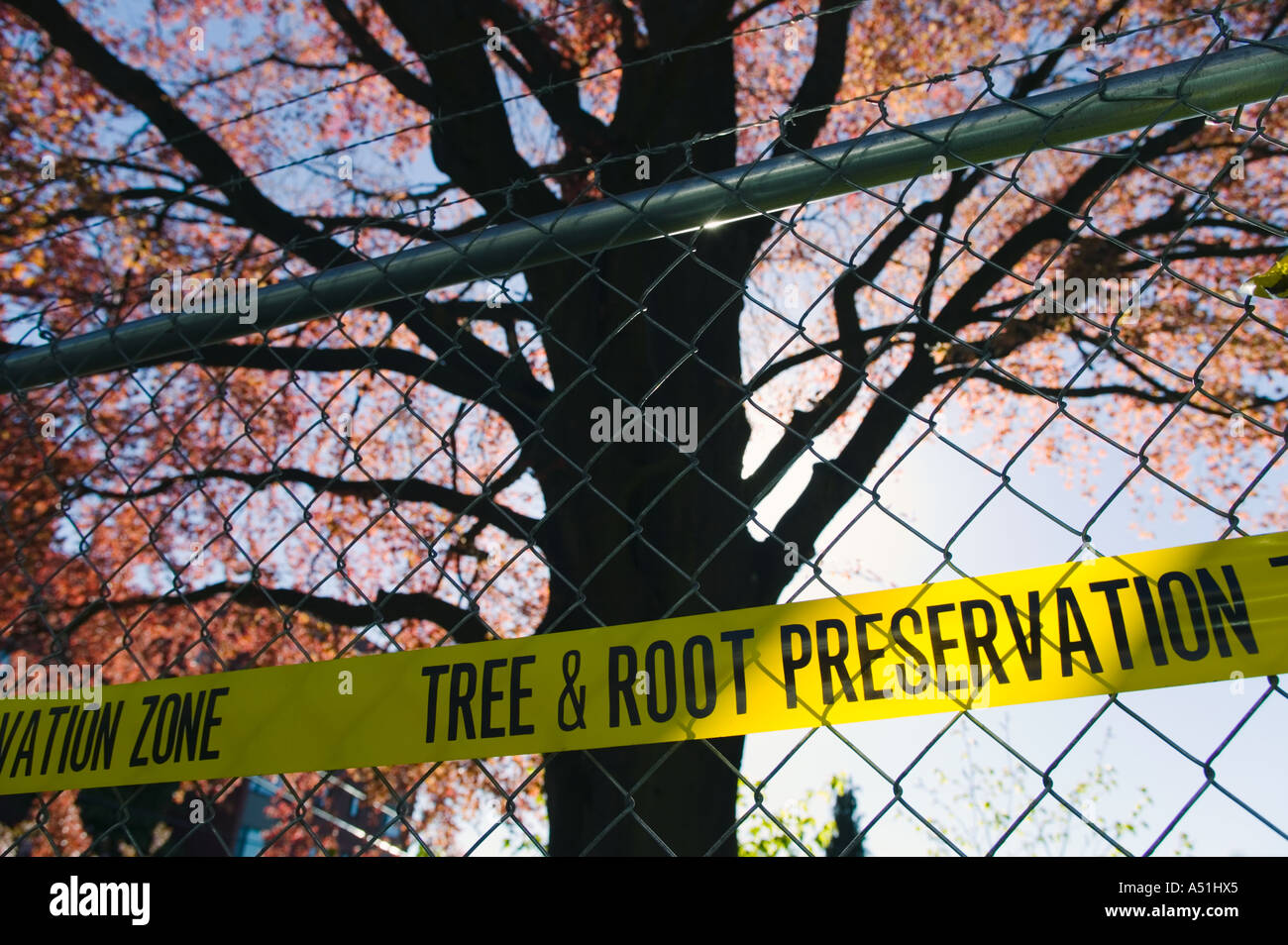Protecting tree from development Stock Photo - Alamy