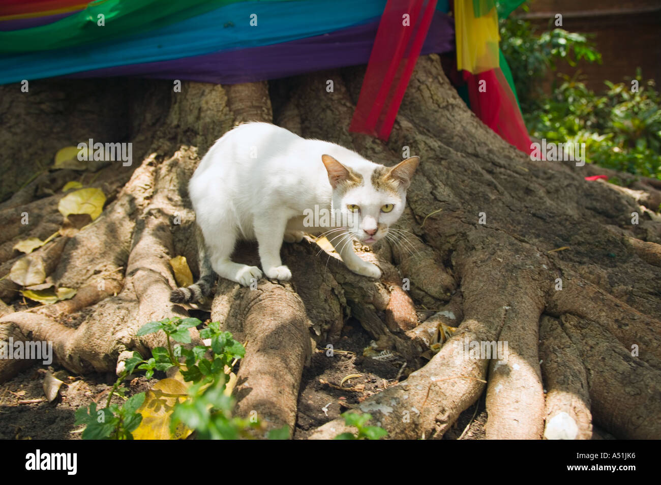 Bangkok cat hi-res stock photography and images - Alamy