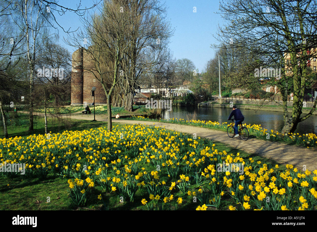 Daffodils by Riverside Walk Norwich Stock Photo - Alamy