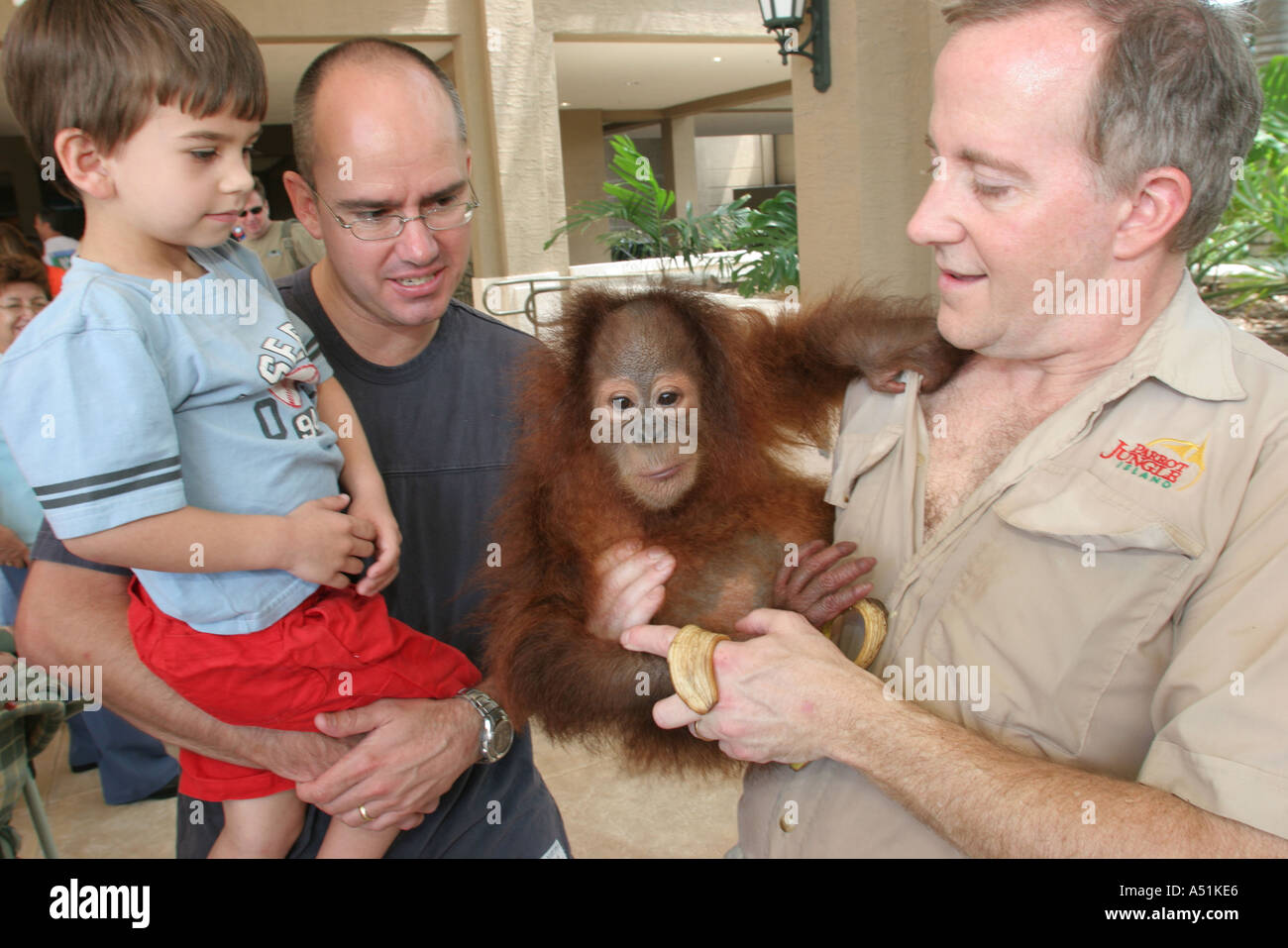 Miami Florida,Parrot Jungle Island,baby babies child children,orangutan ...