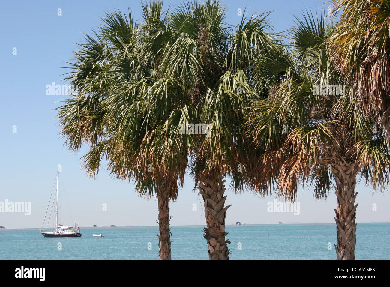 Miami Florida,Key Biscayne,Bill Baggs Cape Florida State Park,sabal ...
