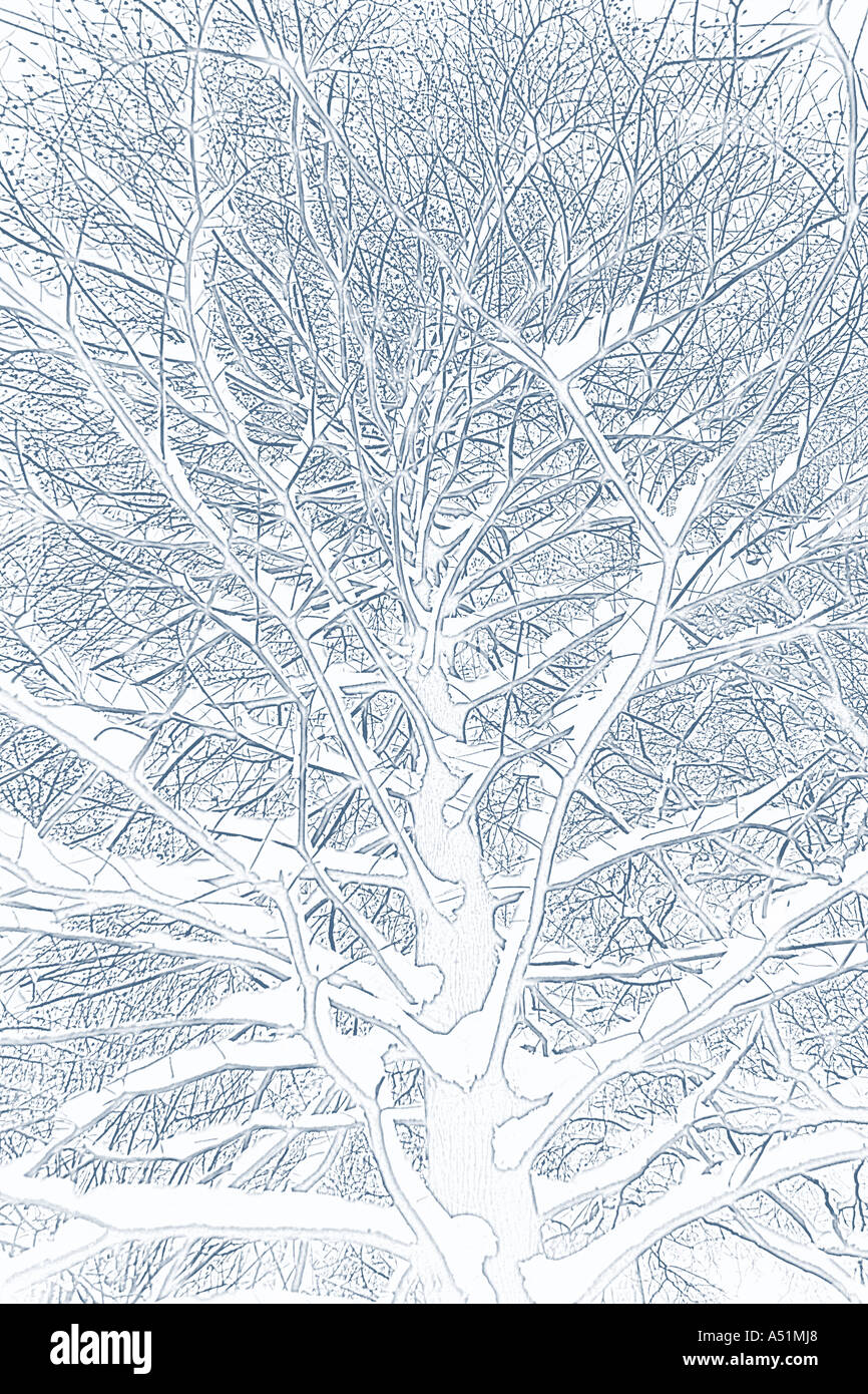 Inverted tree hi-res stock photography and images - Alamy