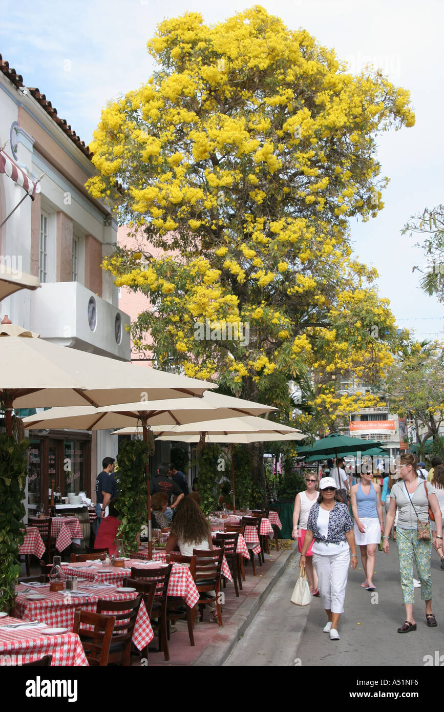 Miami Beach Florida,Espanola Way,yellow Poinciana tree trees,flower ...