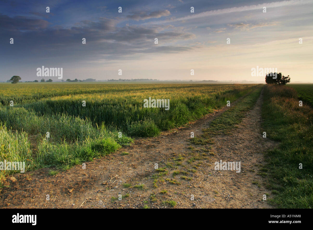 sunrise at a field in Suffolk, UK Stock Photo - Alamy