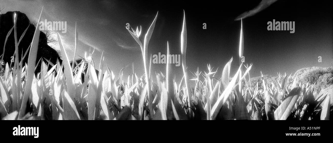 Paradise in africa Black and White Stock Photos & Images - Alamy