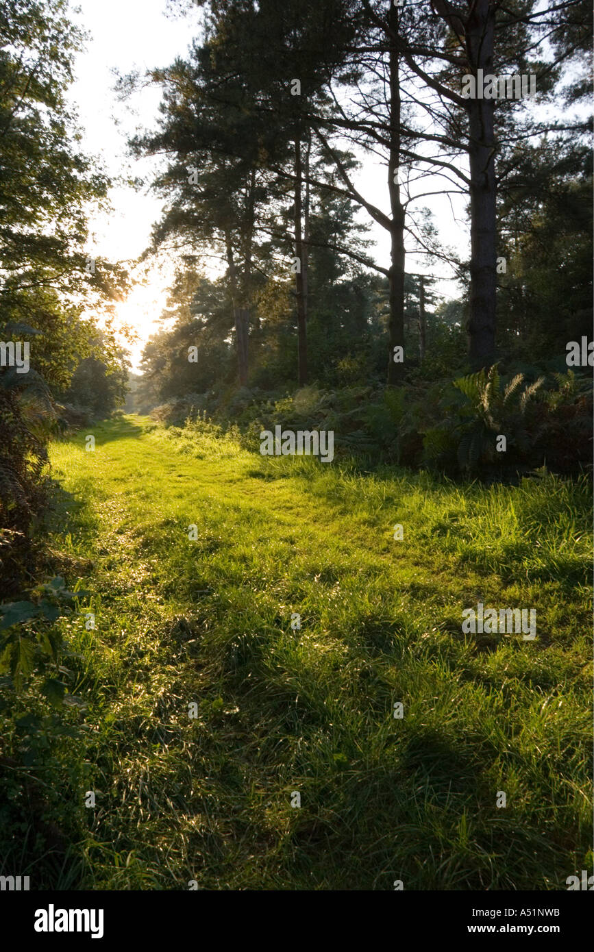 A track through a forest in Suffolk Stock Photo - Alamy