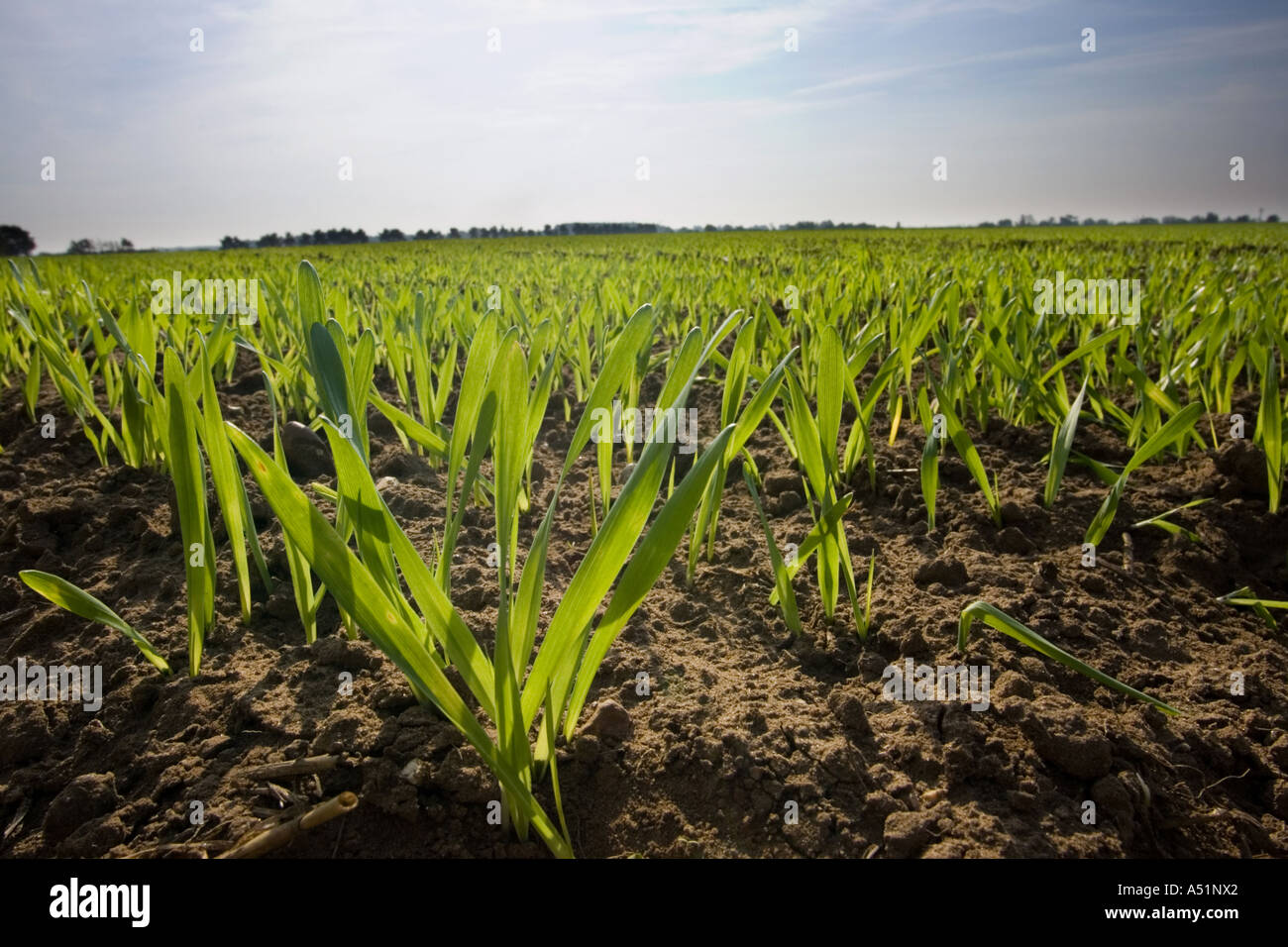 a new crop growing in Suffolk, UK Stock Photo - Alamy