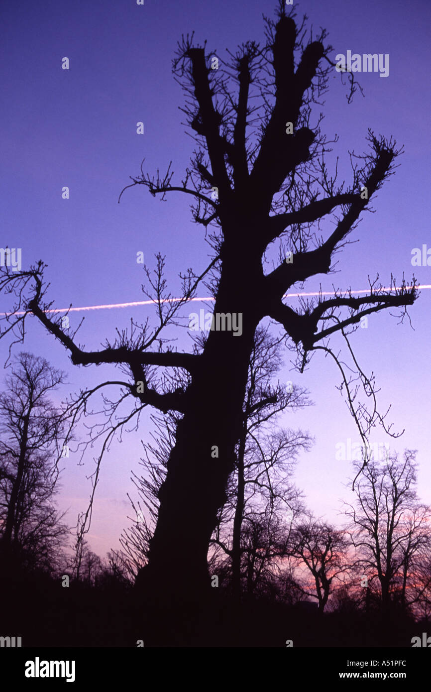 Tress silhouette hi-res stock photography and images - Alamy