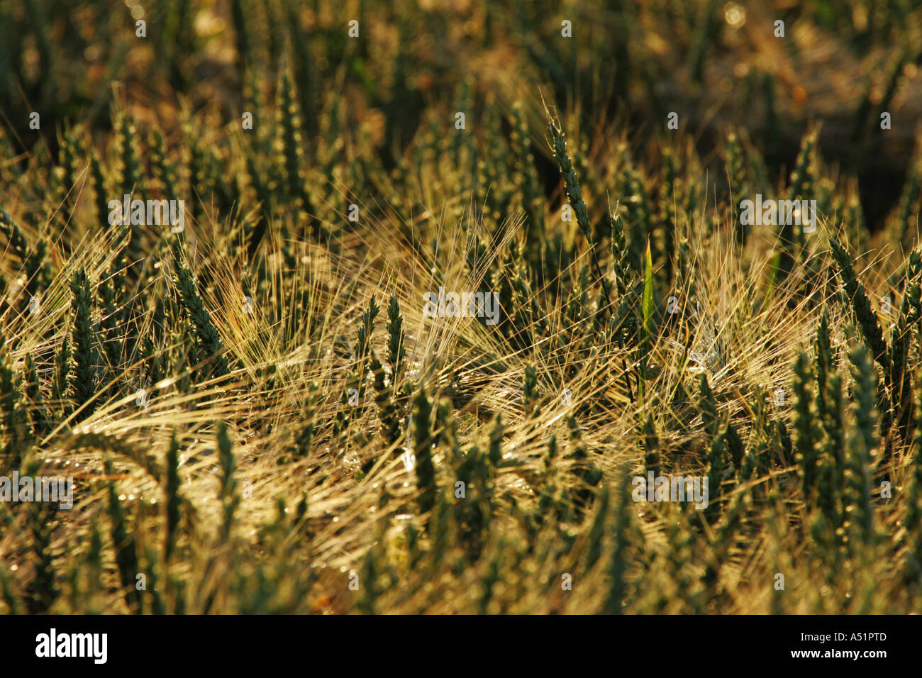 corn field ready for harvest in Suffolk, UK Stock Photo - Alamy