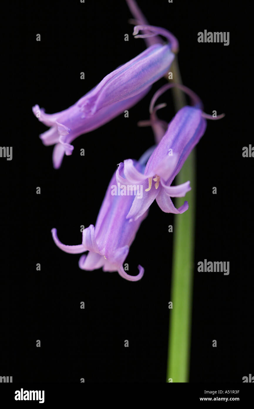 Single Bluebell Head Hyacinthoides non scripta Woodland Perennial ...