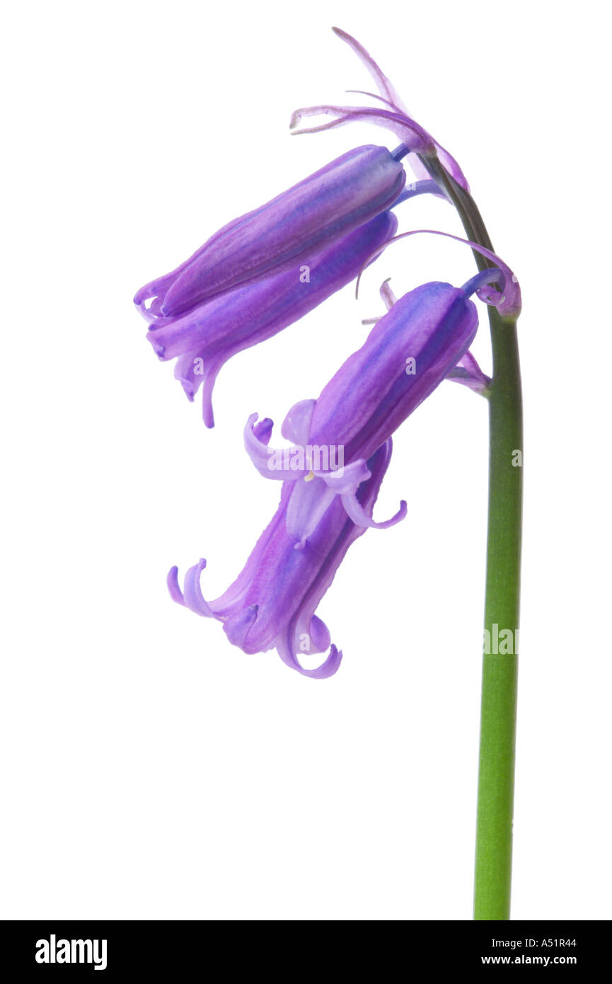 Single Bluebell Head Hyacinthoides non scripta Woodland Perennial ...