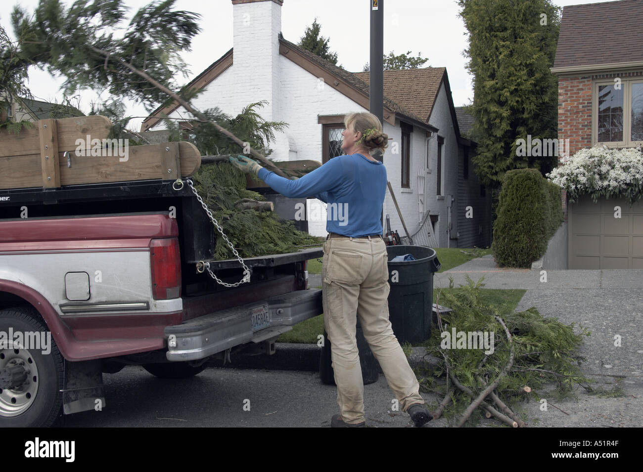 Woman throwing tree branches into pickup truck during tree trimming job ...