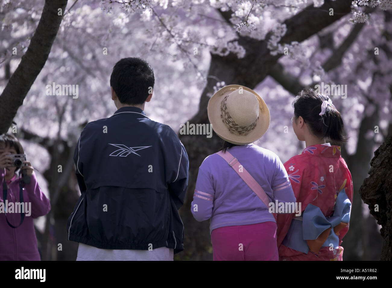 Cherry blossoms japanese cherry trees tidal basin washington dc hi-res ...