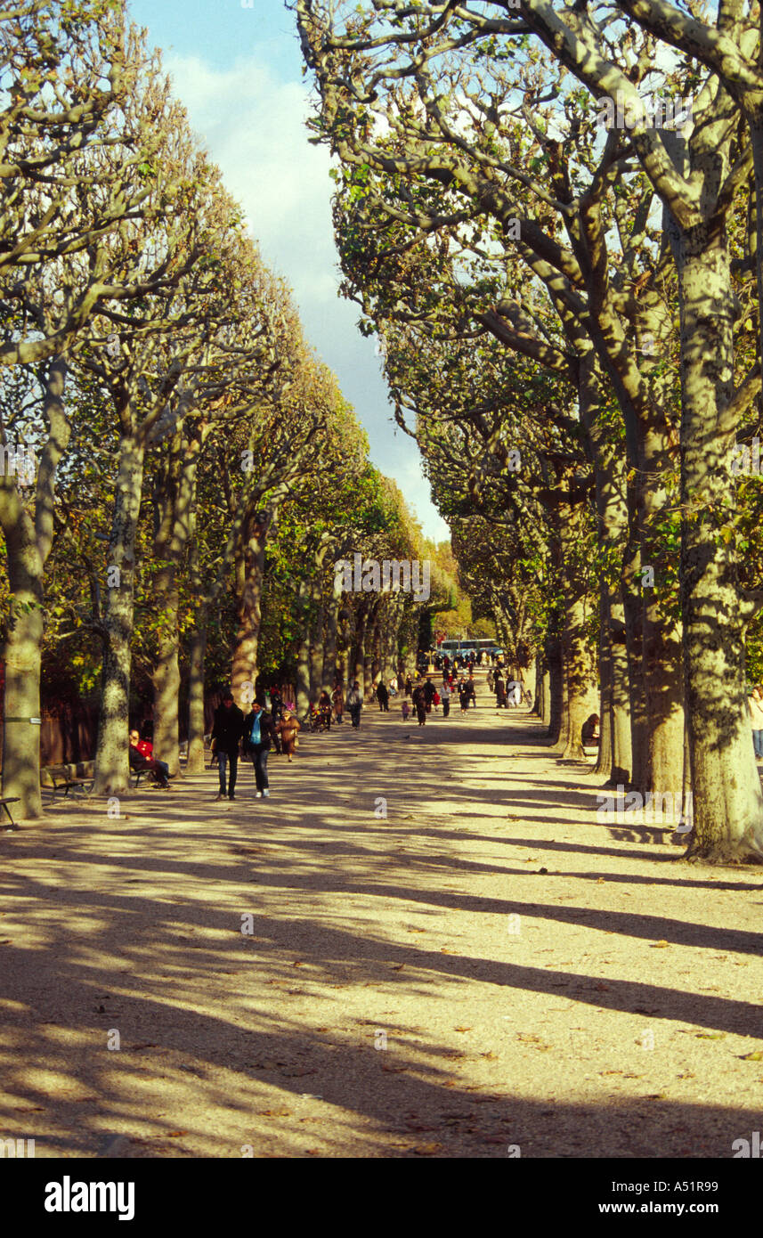 Avenue of Plane Trees at the Paris Botanical Gardens, France Stock ...